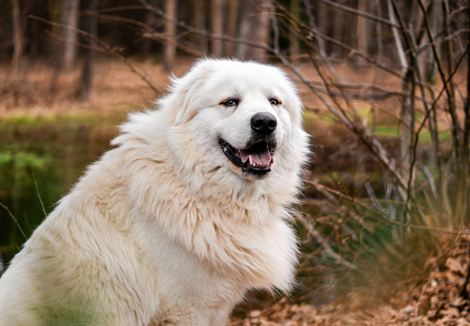 10 Worst Shedding Dog Breeds - Pet Hub USA
