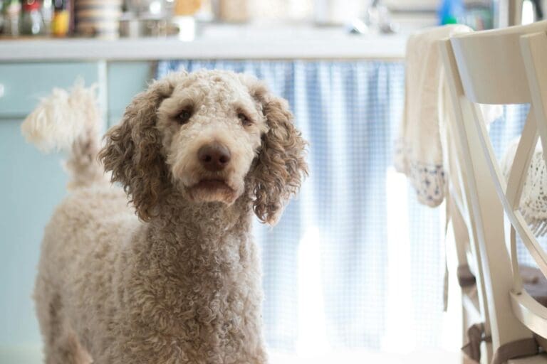 Top 20 Irresistibly Cute Names for Your Poodle Puppy - Pet Hub USA