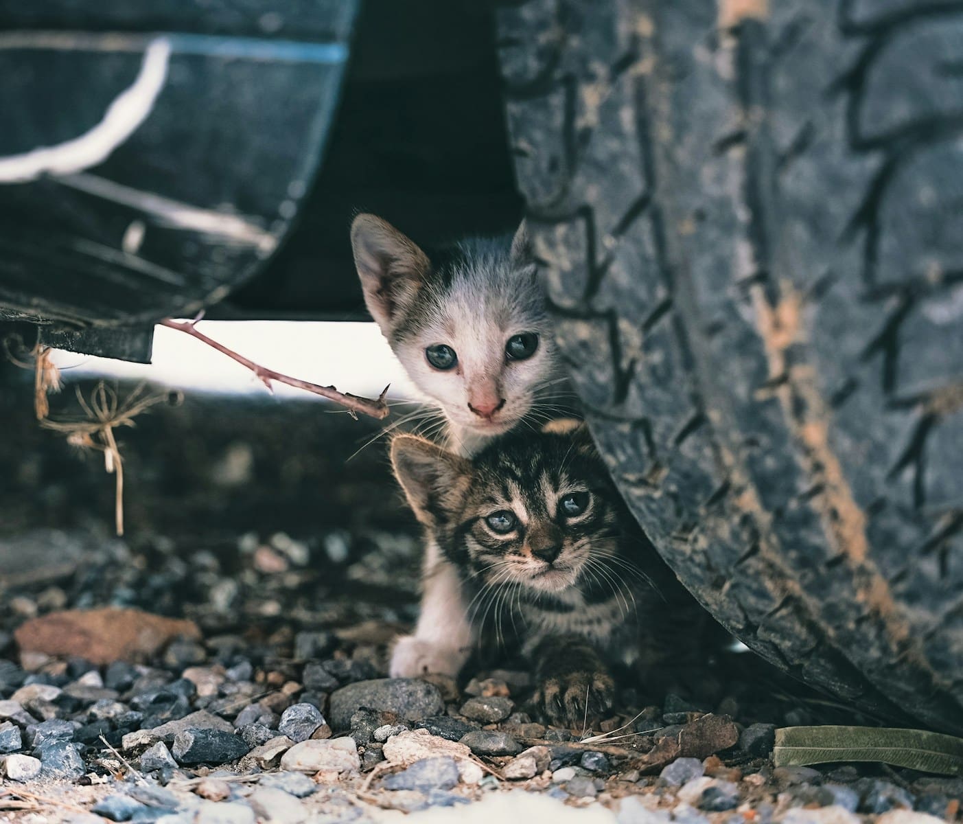 10 Things to Know Before You Bring in a Stray Cat - Pet Hub USA