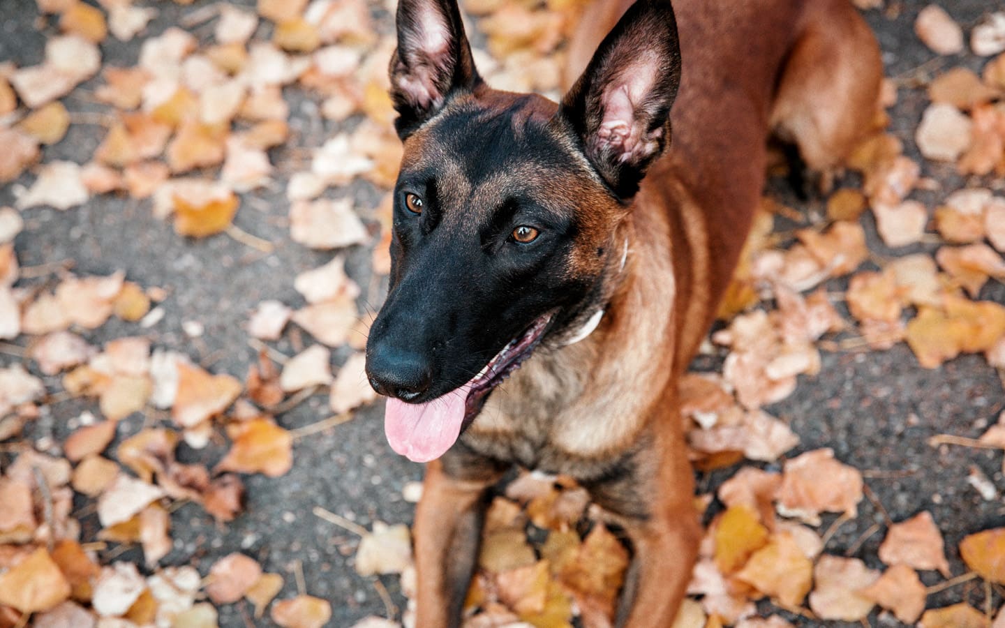Top 10 Dog Breeds That Exude 'Boss' Vibes - Pet Hub USA