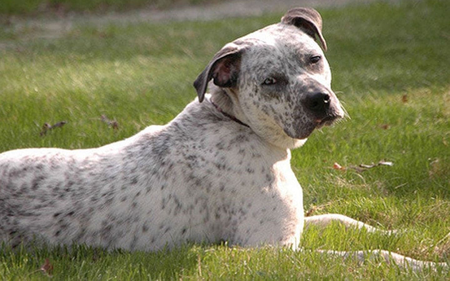 10 Cutest Mixed Breed Dogs - Pet Hub USA