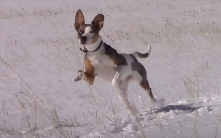 10 Fastest Dog Breeds in the World - Pet Hub USA