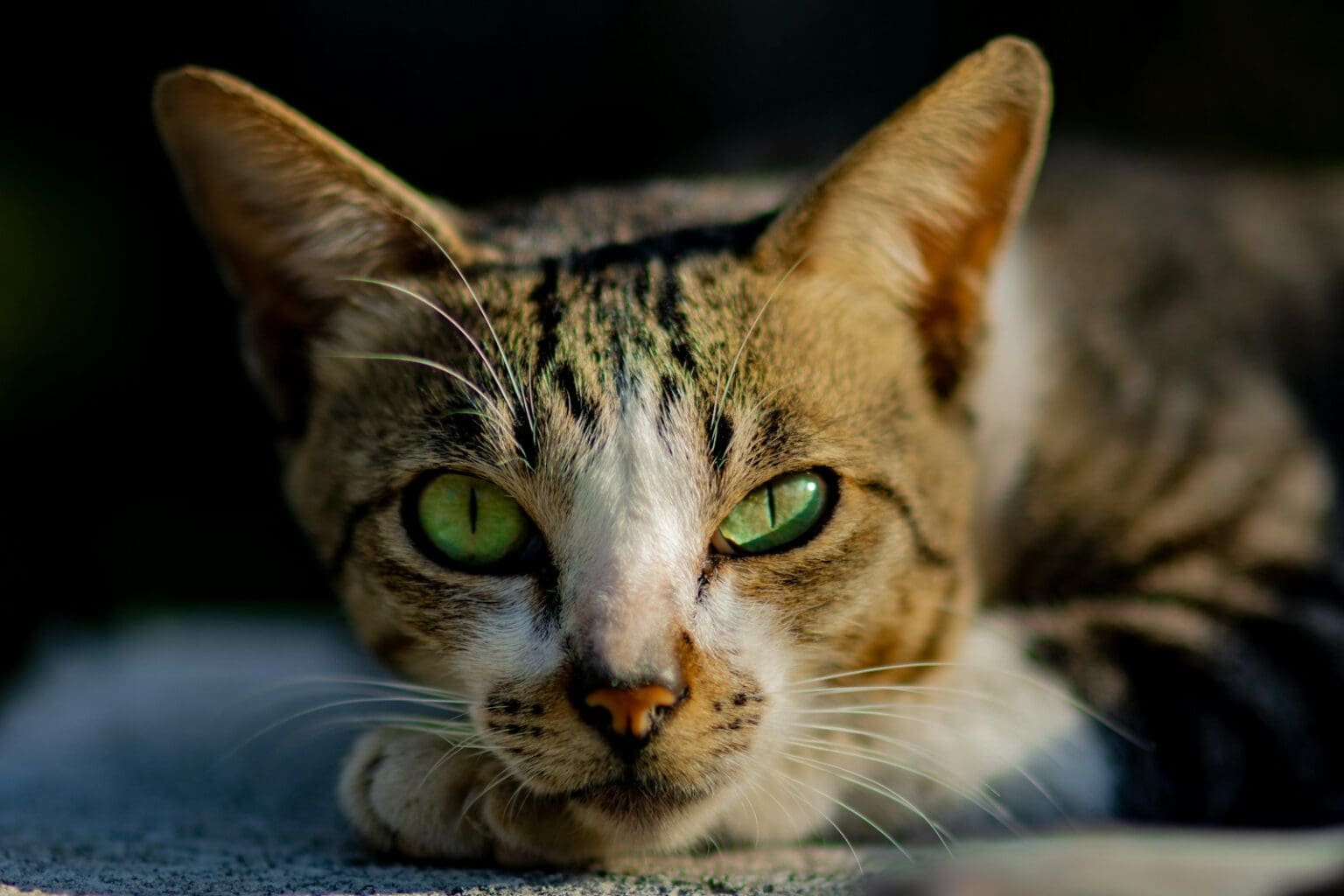 10 Most Intelligent Cat Breeds - Pet Hub USA
