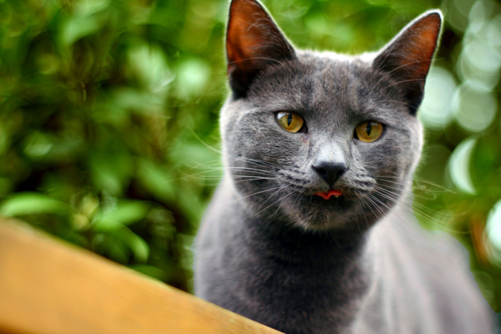 10 Most Intelligent Cat Breeds - Pet Hub USA