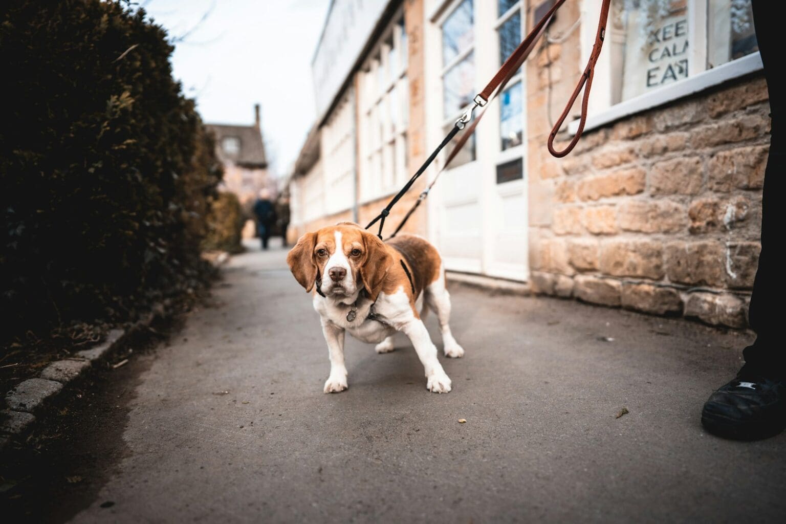 Don't Microchip Your Dog Without Reading This First - Pet Hub USA