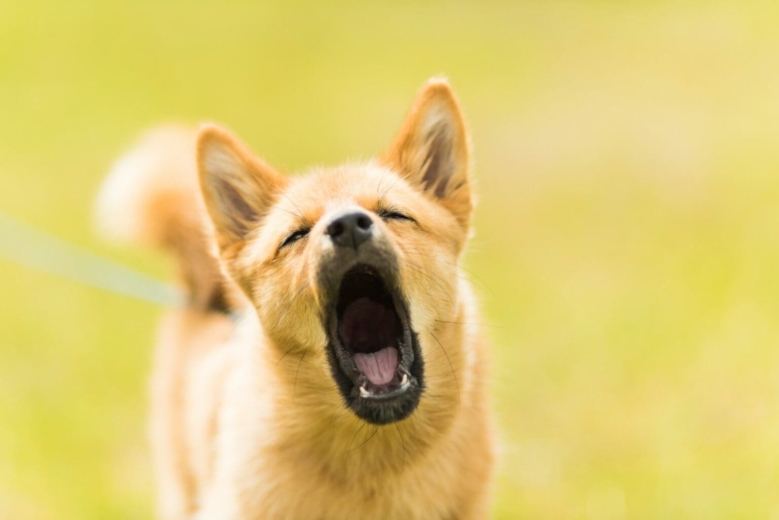 10 Puppy Health Issues You Need to Know Before It's Too Late - Pet Hub USA