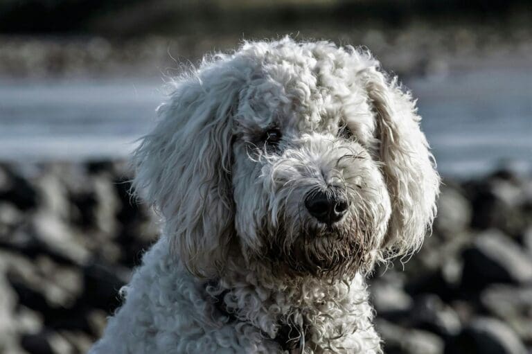 Top 20 Irresistibly Cute Names for Your Poodle Puppy - Pet Hub USA