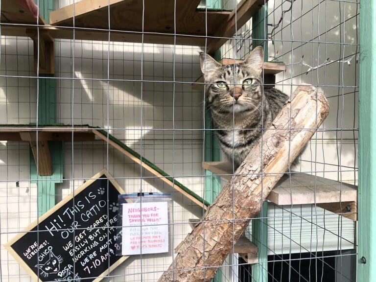 10 Features to Include in a Catio - Pet Hub USA