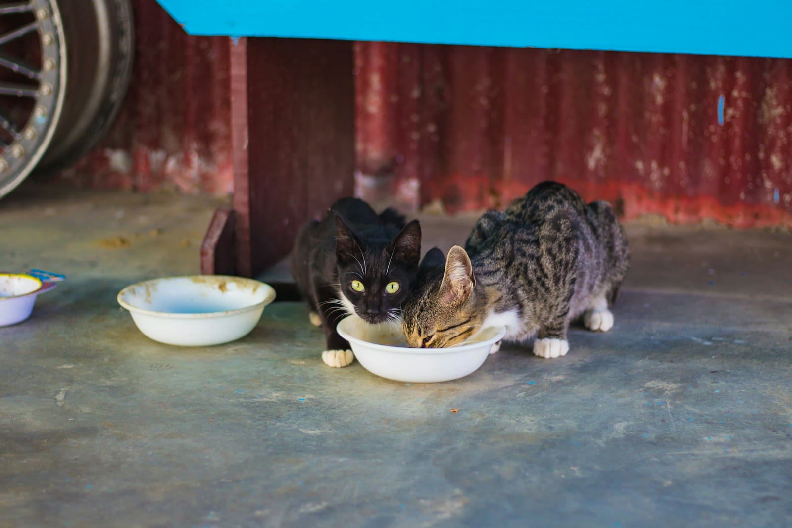 Creating Cat Harmony: 10 Strategies for Peaceful Coexistence - Pet Hub USA