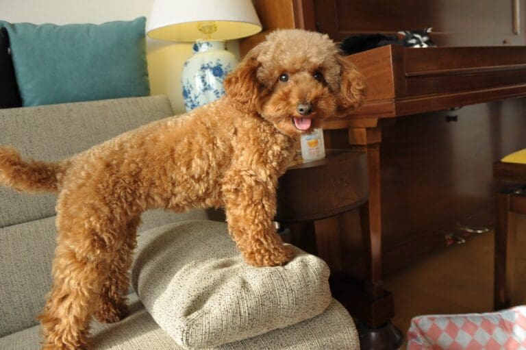 Top 20 Irresistibly Cute Names for Your Poodle Puppy - Pet Hub USA