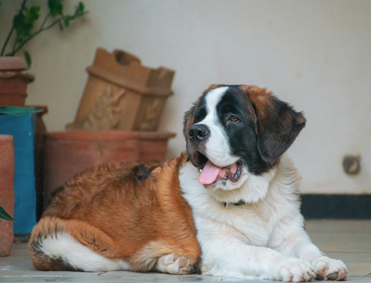 10 Fun Facts About St. Bernards - Pet Hub USA