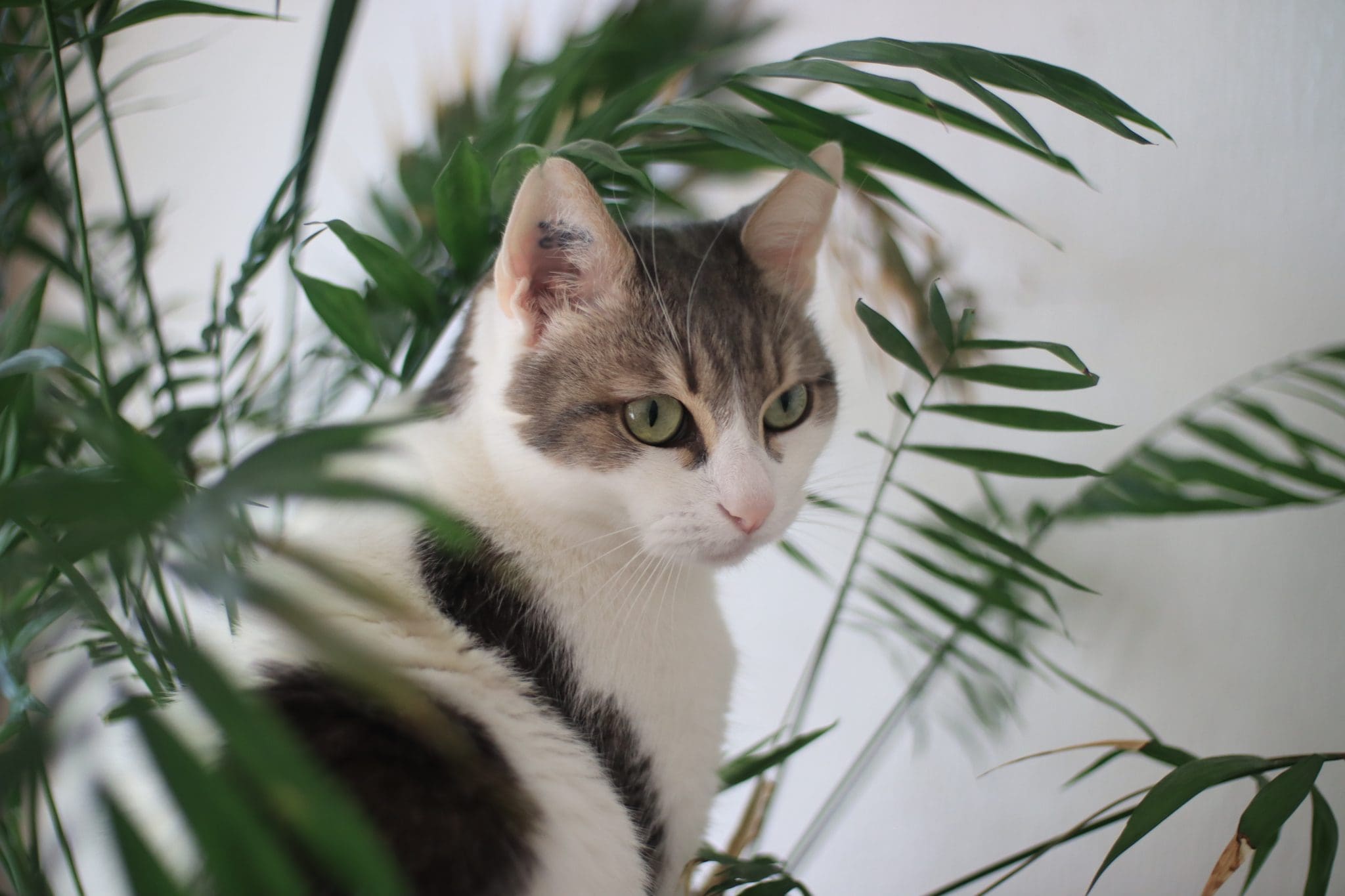 Top 10 Hacks That Will Transform Your Lazy Indoor Cat into an Energetic ...