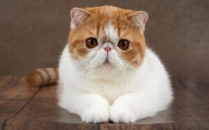 10 Cat Breeds That Perfect the Art of Permanent Grumpiness - Pet Hub USA