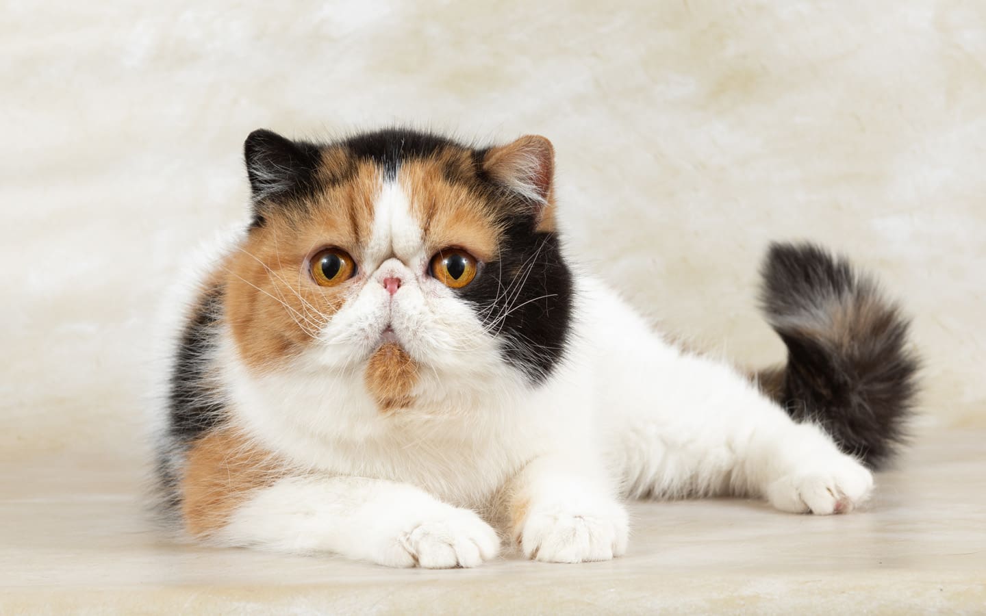The 10 Cutest Facts About Exotic Shorthair Cats - Pet Hub USA