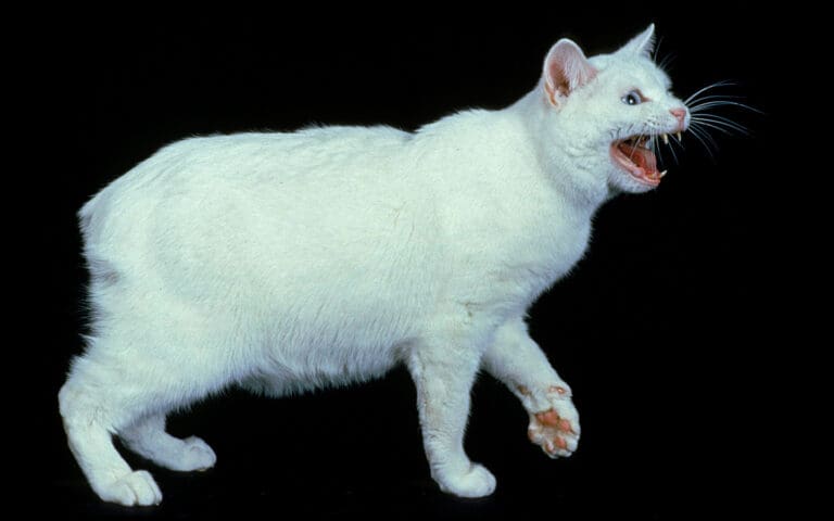 10 Fascinating Facts About Manx Cats - Pet Hub USA
