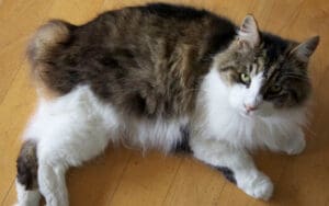 10 Fascinating Facts About Manx Cats - Pet Hub USA