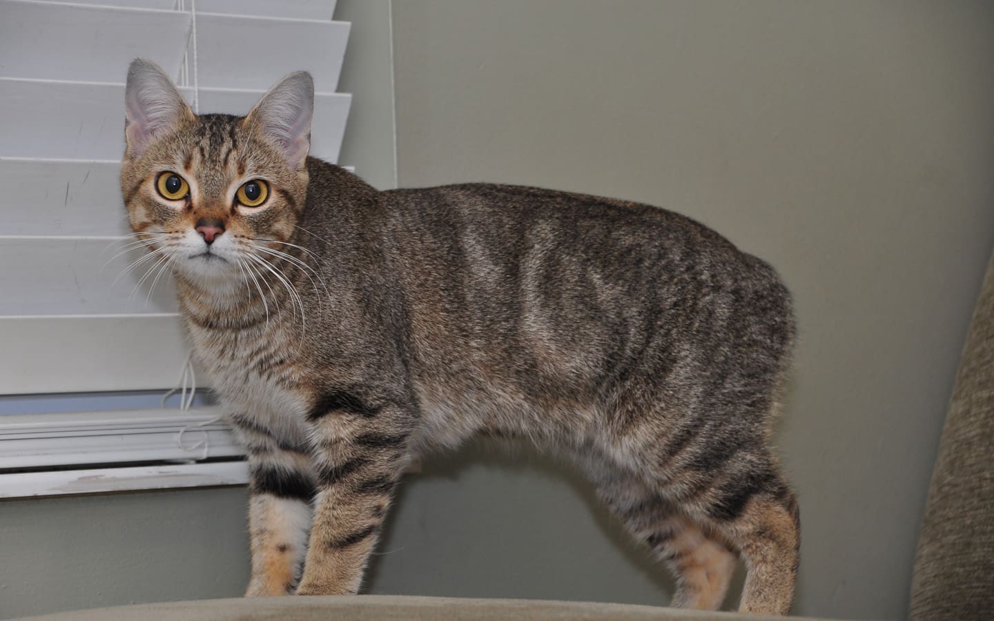 10 Fascinating Facts About Manx Cats - Pet Hub USA