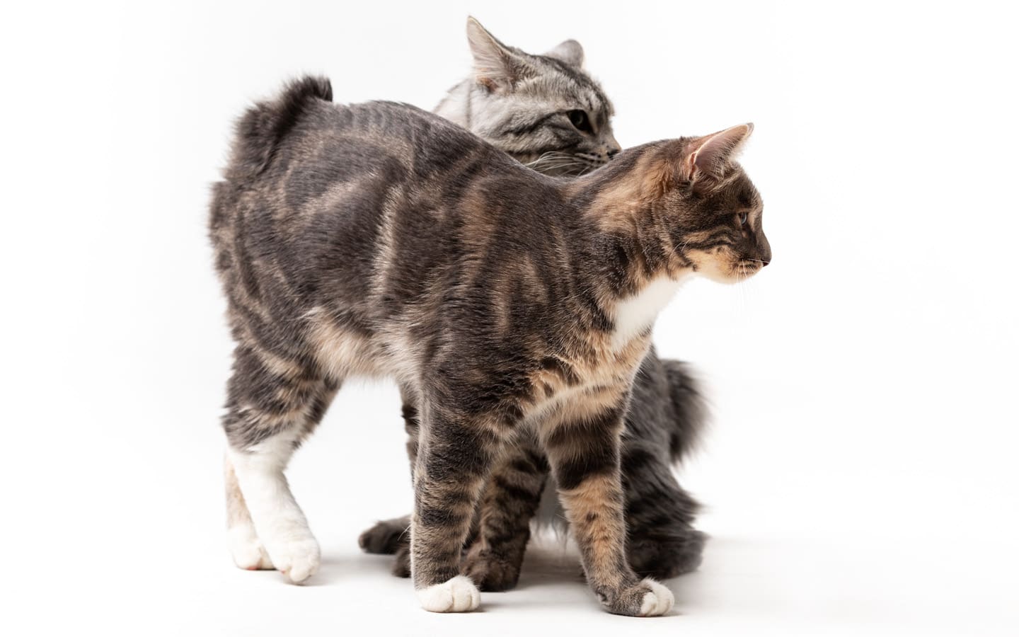 10 Fascinating Facts About Manx Cats - Pet Hub USA