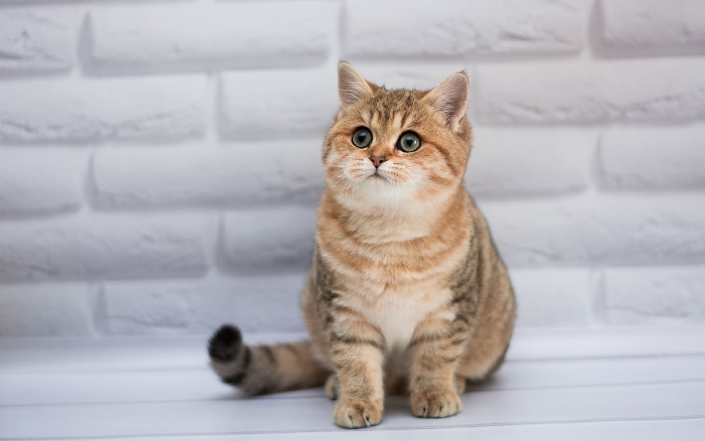 11 Ridiculously Cute Facts About Munchkin Cats - Pet Hub USA