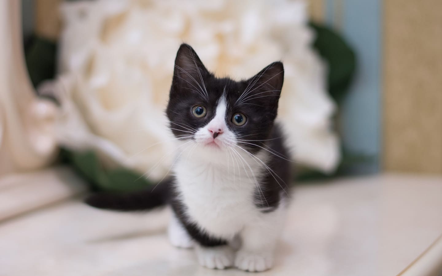 11 Ridiculously Cute Facts About Munchkin Cats - Pet Hub USA
