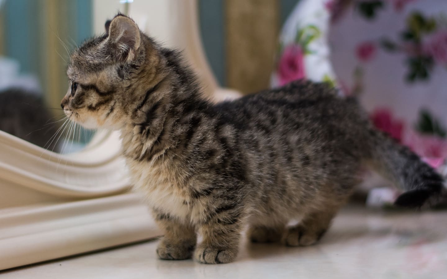 11 Ridiculously Cute Facts About Munchkin Cats - Pet Hub USA