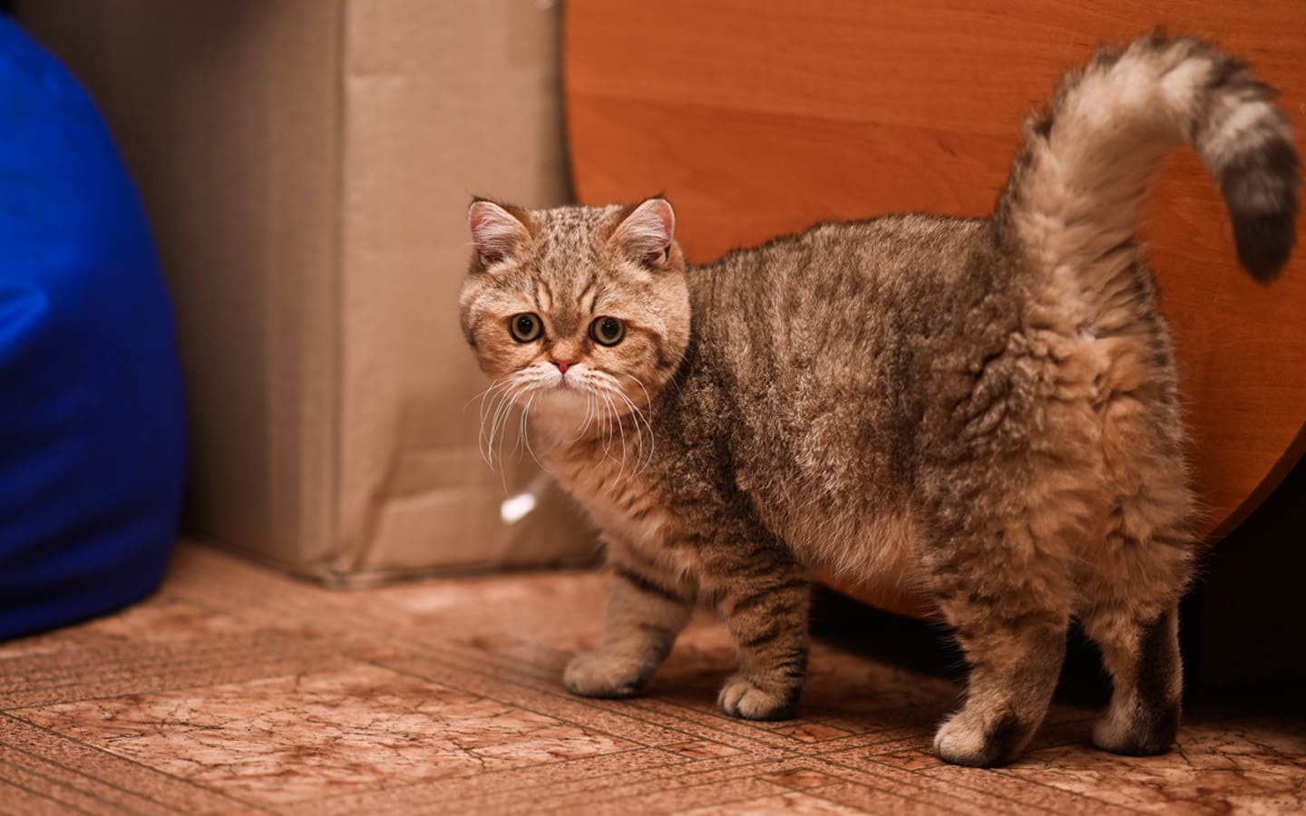 11 Ridiculously Cute Facts About Munchkin Cats - Pet Hub USA