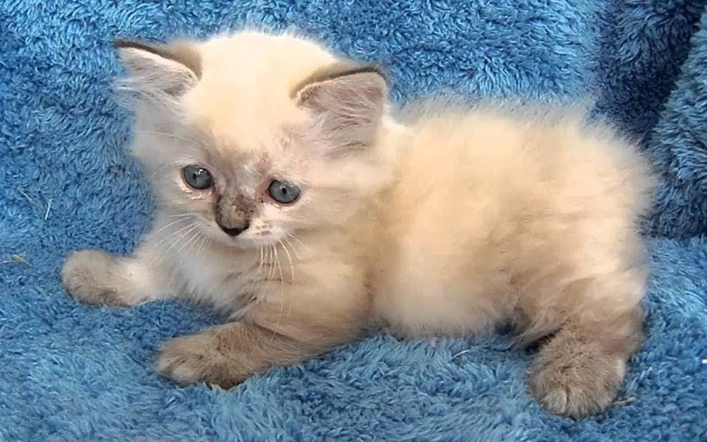 10 Fascinating Facts About Manx Cats - Pet Hub USA