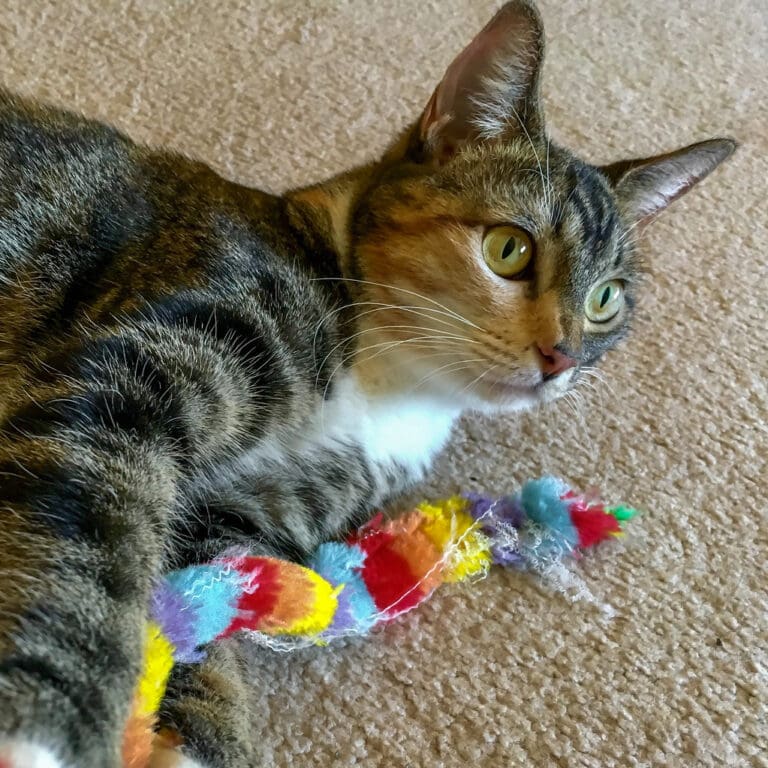 Top 10 Hacks That Will Transform Your Lazy Indoor Cat into an Energetic ...