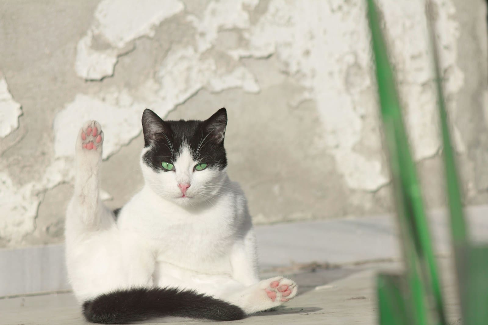 Top 20 Name Ideas For Your Affectionate Cat - Pet Hub USA