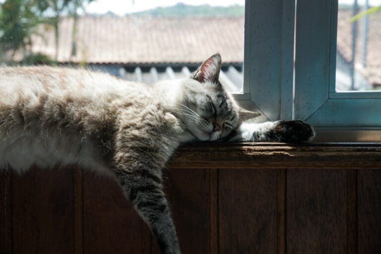 Why You Should Build a Catio This Summer - Pet Hub USA Why You Should Build a Catio This Summer - Pet Hub USA
