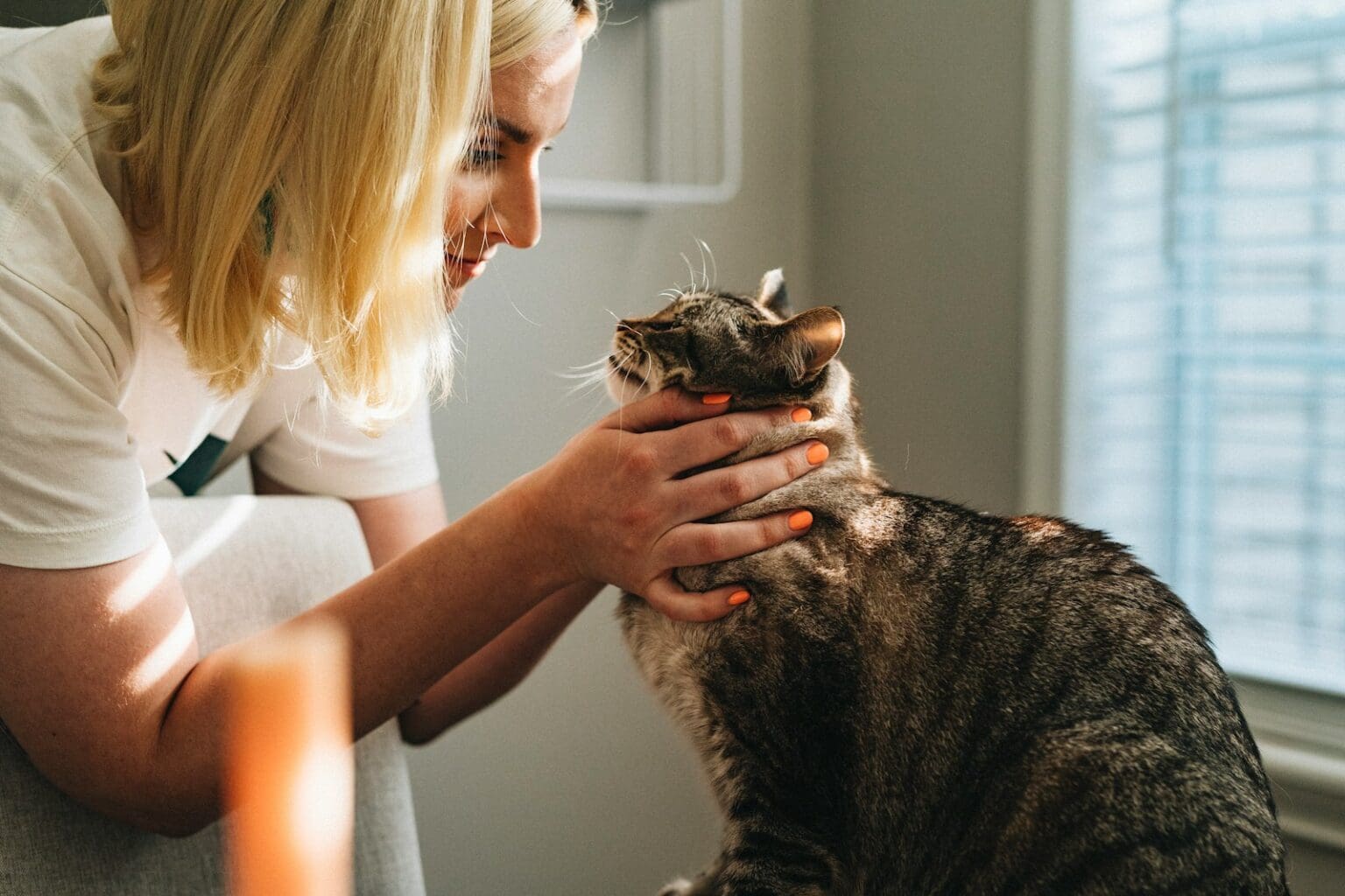 Creating Cat Harmony: 10 Strategies for Peaceful Coexistence - Pet Hub USA