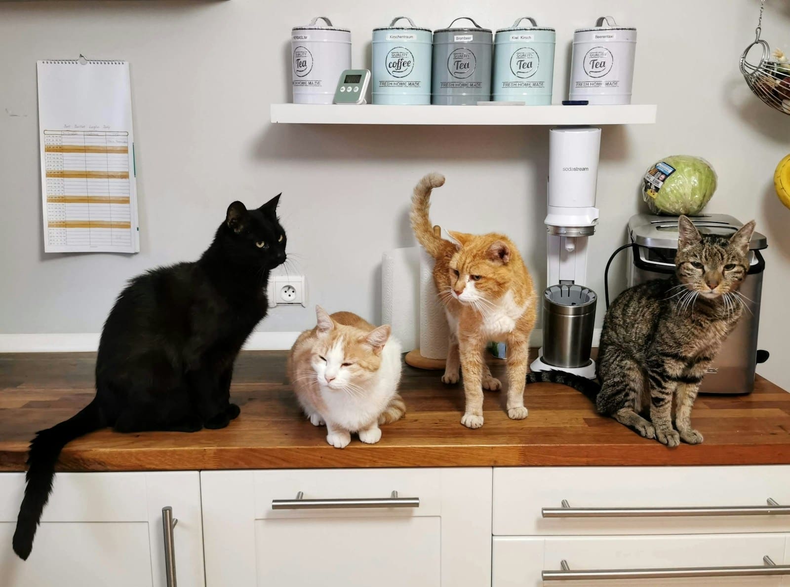 Creating Cat Harmony: 10 Strategies for Peaceful Coexistence - Pet Hub USA