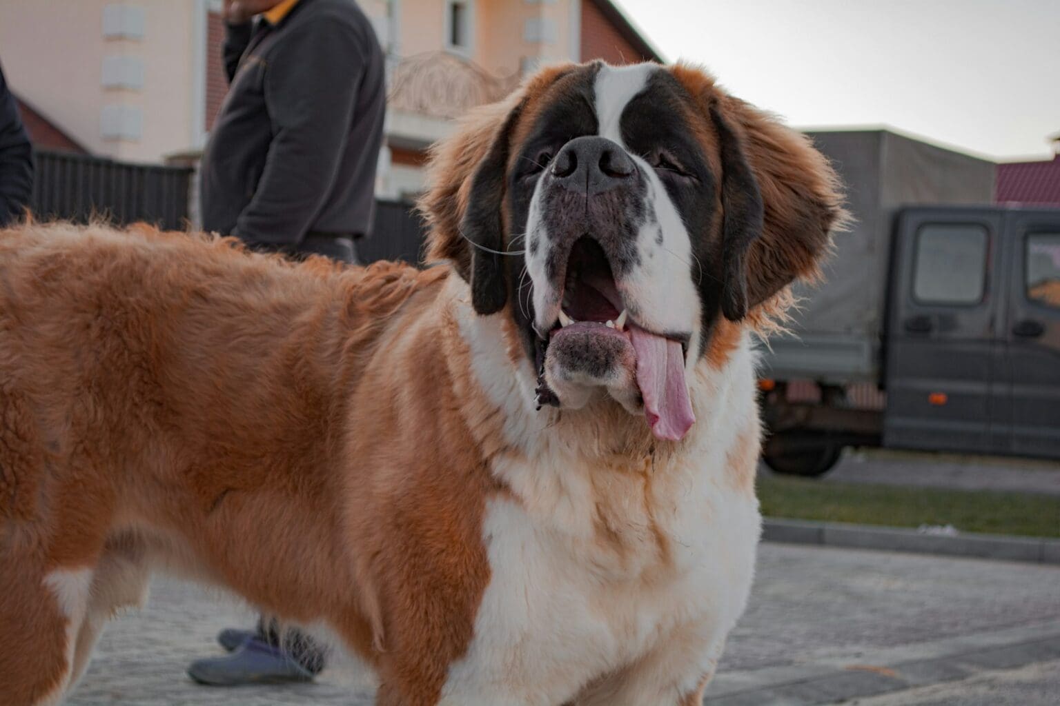 These 10 Gentle Giant Dog Breeds Are Total Softies - Pet Hub USA