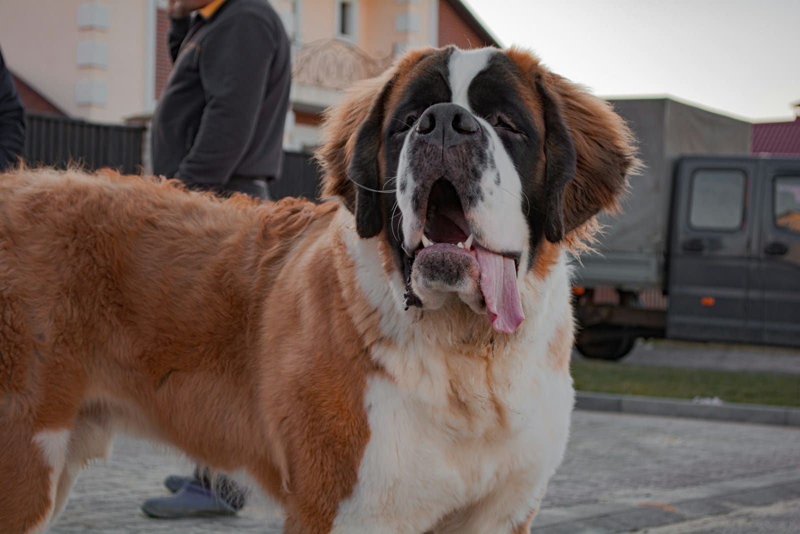 10 Fun Facts About St. Bernards - Pet Hub USA