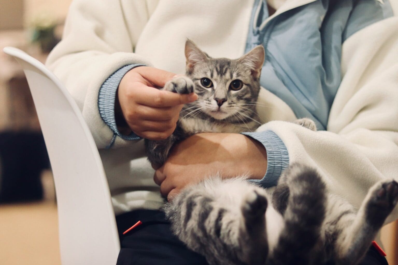 Creating Cat Harmony: 10 Strategies for Peaceful Coexistence - Pet Hub USA