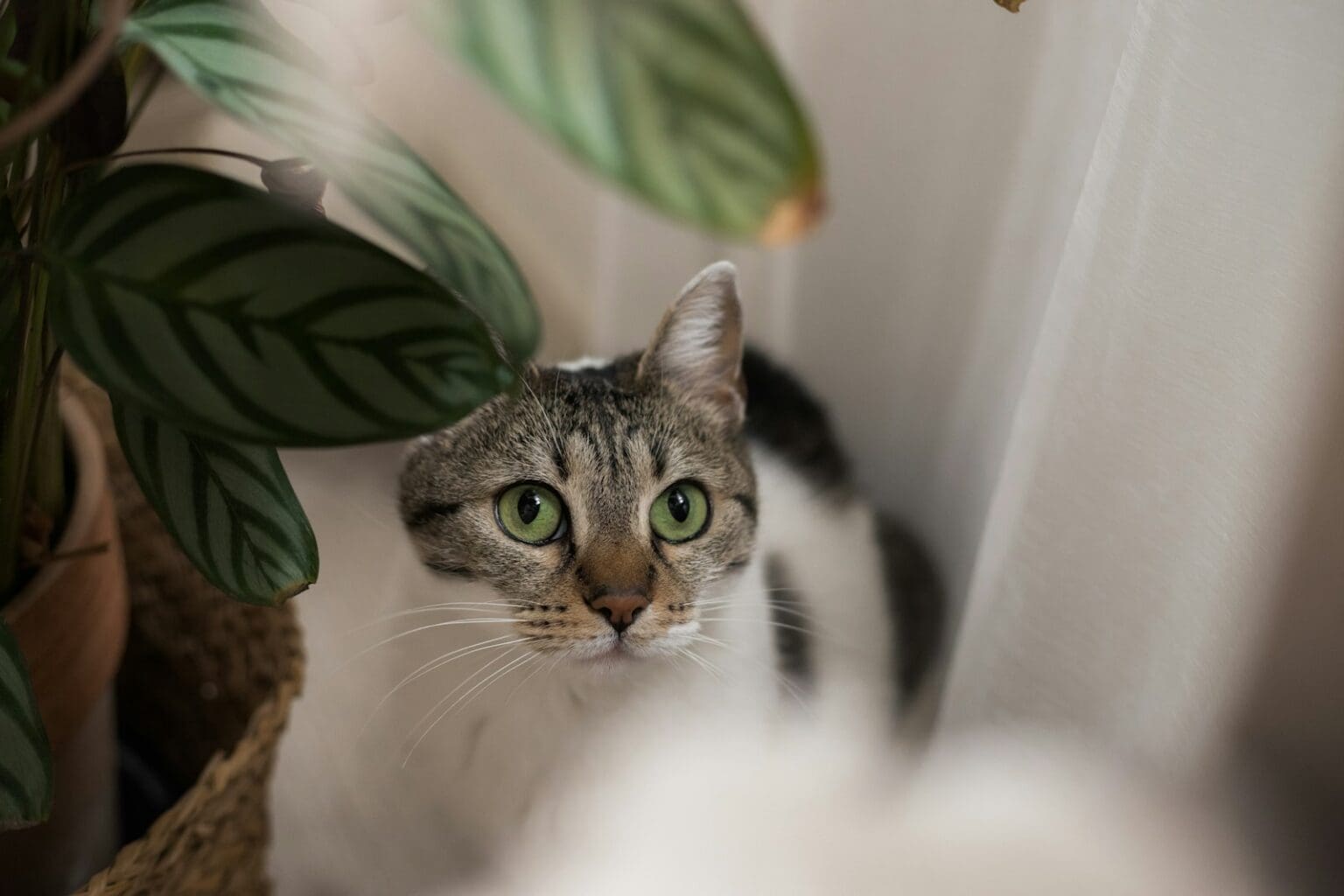 Top 20 Name Ideas For Your Affectionate Cat - Pet Hub USA