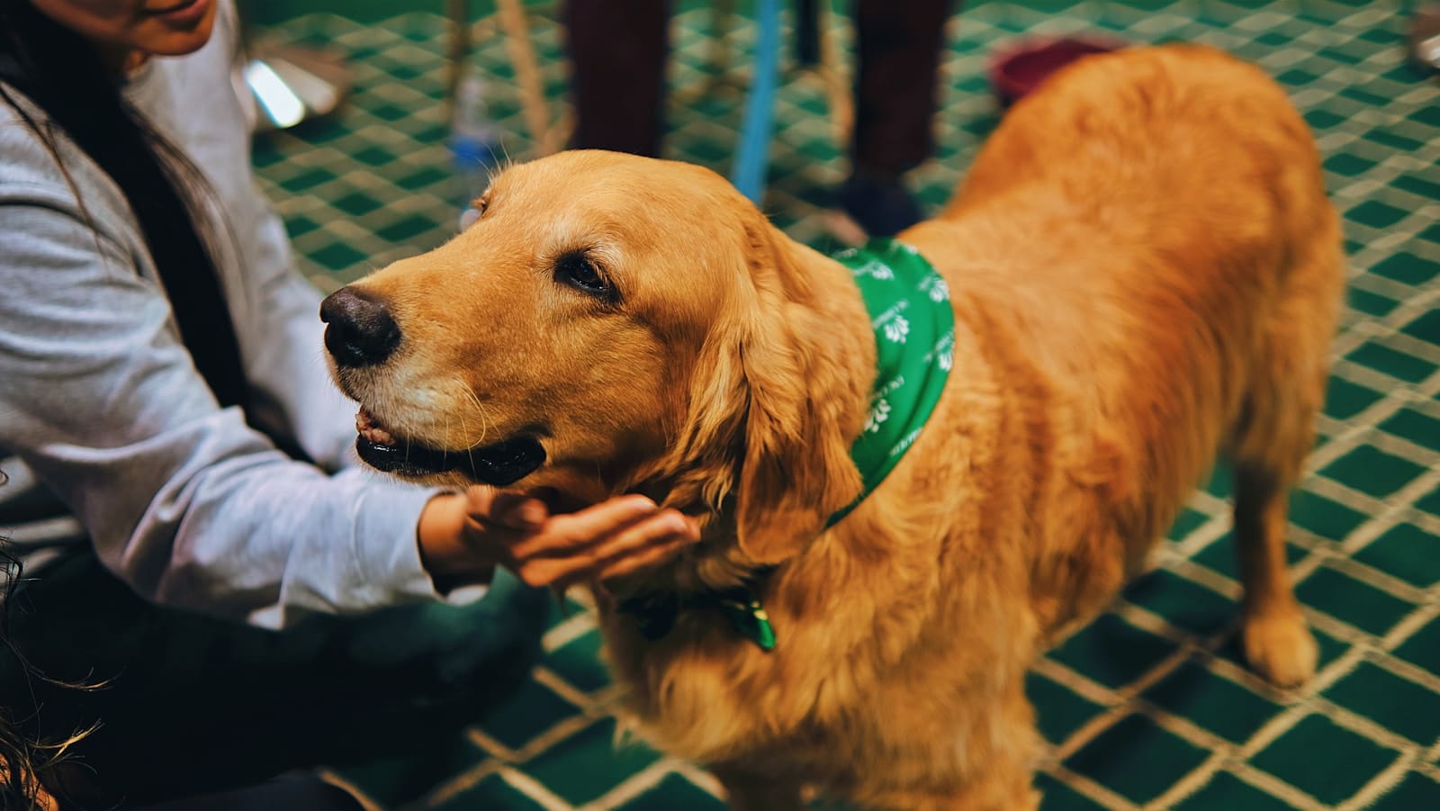 Things to Know About Applying for an Emotional Support Animal