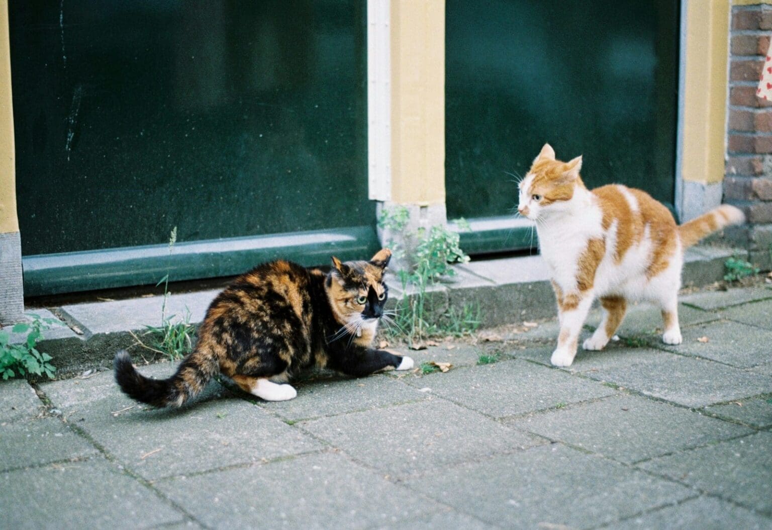 Creating Cat Harmony: 10 Strategies for Peaceful Coexistence - Pet Hub USA