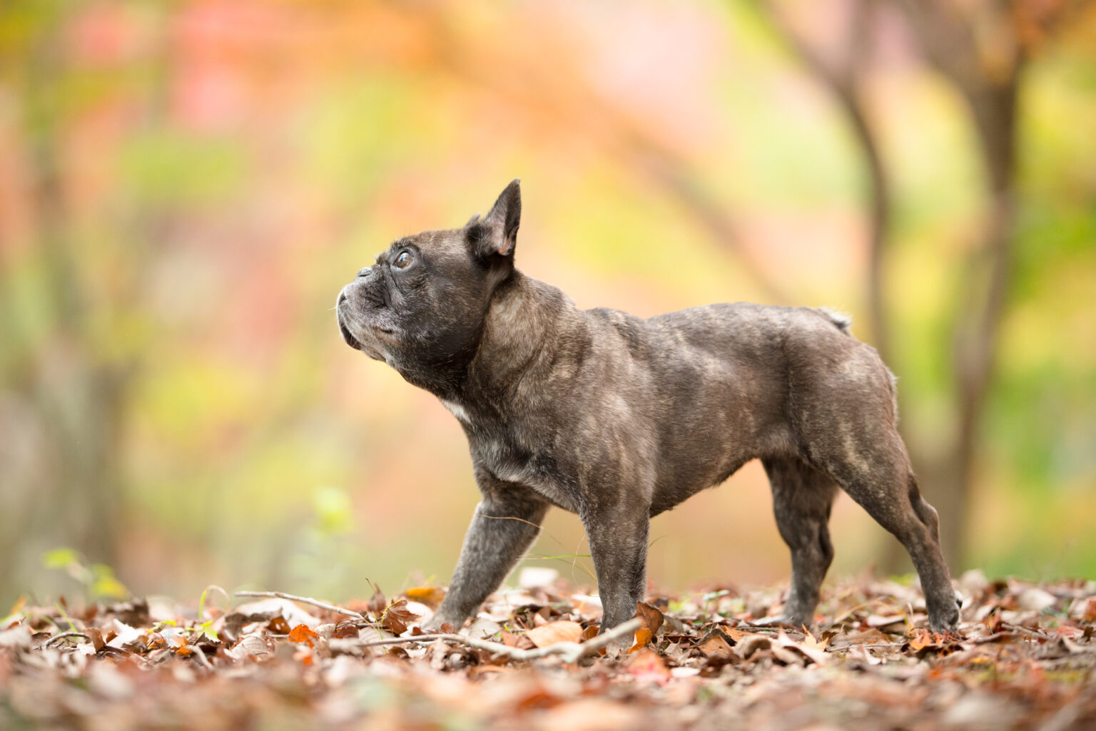 Top 10 Phrases Every Dog Owner Can't Stop Saying - Pet Hub USA