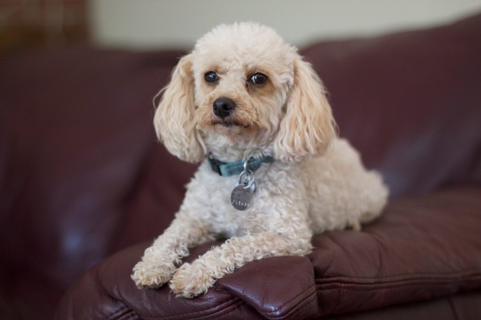 Top 20 Irresistibly Cute Names for Your Poodle Puppy - Pet Hub USA