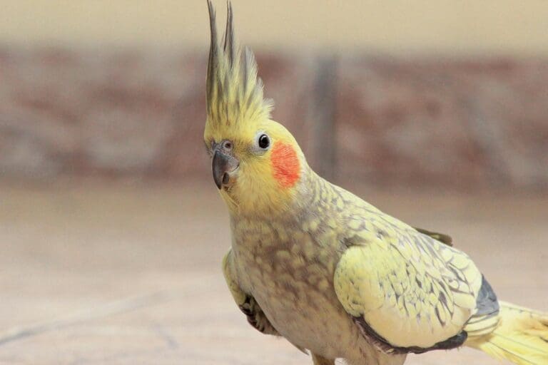 Top 10 Reasons Owning a Bird Will Change Your Life Forever - Pet Hub USA