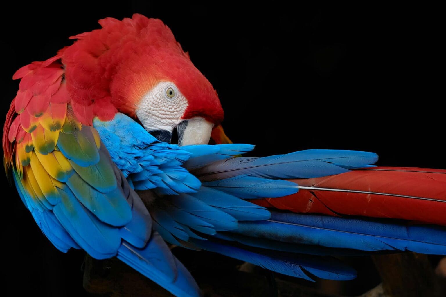 Top 10 Reasons Owning a Bird Will Change Your Life Forever - Pet Hub USA