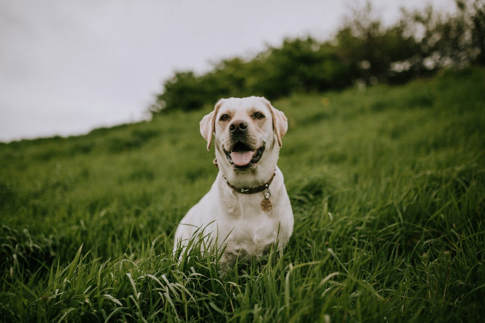 15 Ways to Bond With a New Dog (That Aren’t Just Walks) - Pet Hub USA