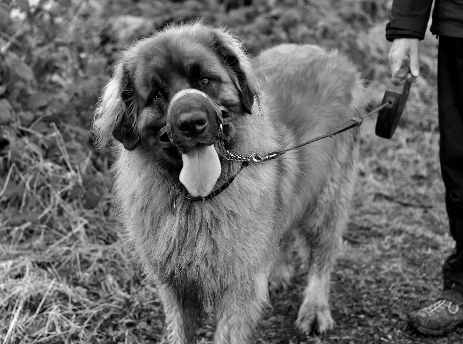 These 10 Gentle Giant Dog Breeds Are Total Softies - Pet Hub USA