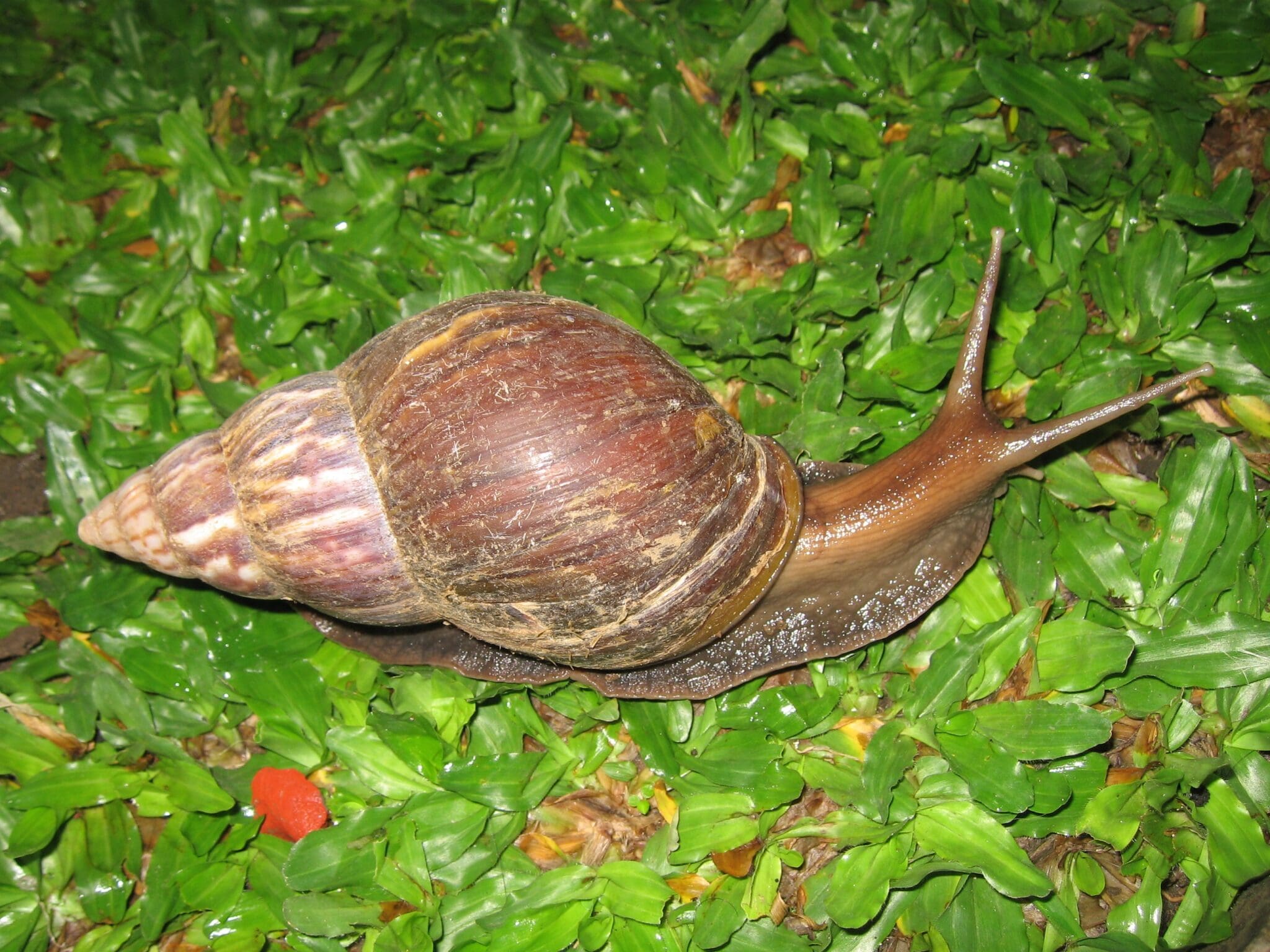 10 Astonishing Facts About Pet Snails That Will Blow Your Mind - Pet ...