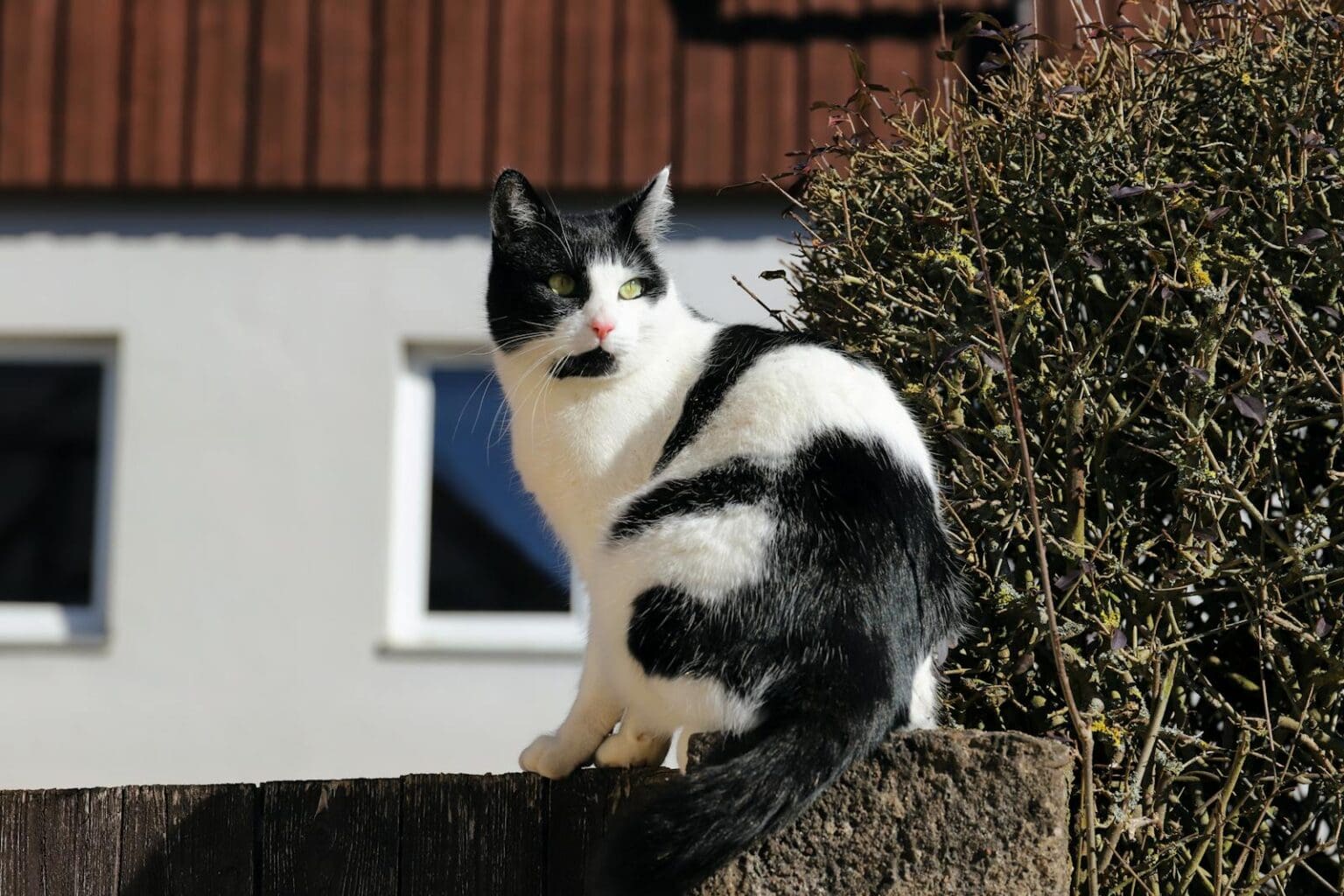 20 Purrfectly Irresistible Names for Black and White Cats - Pet Hub USA