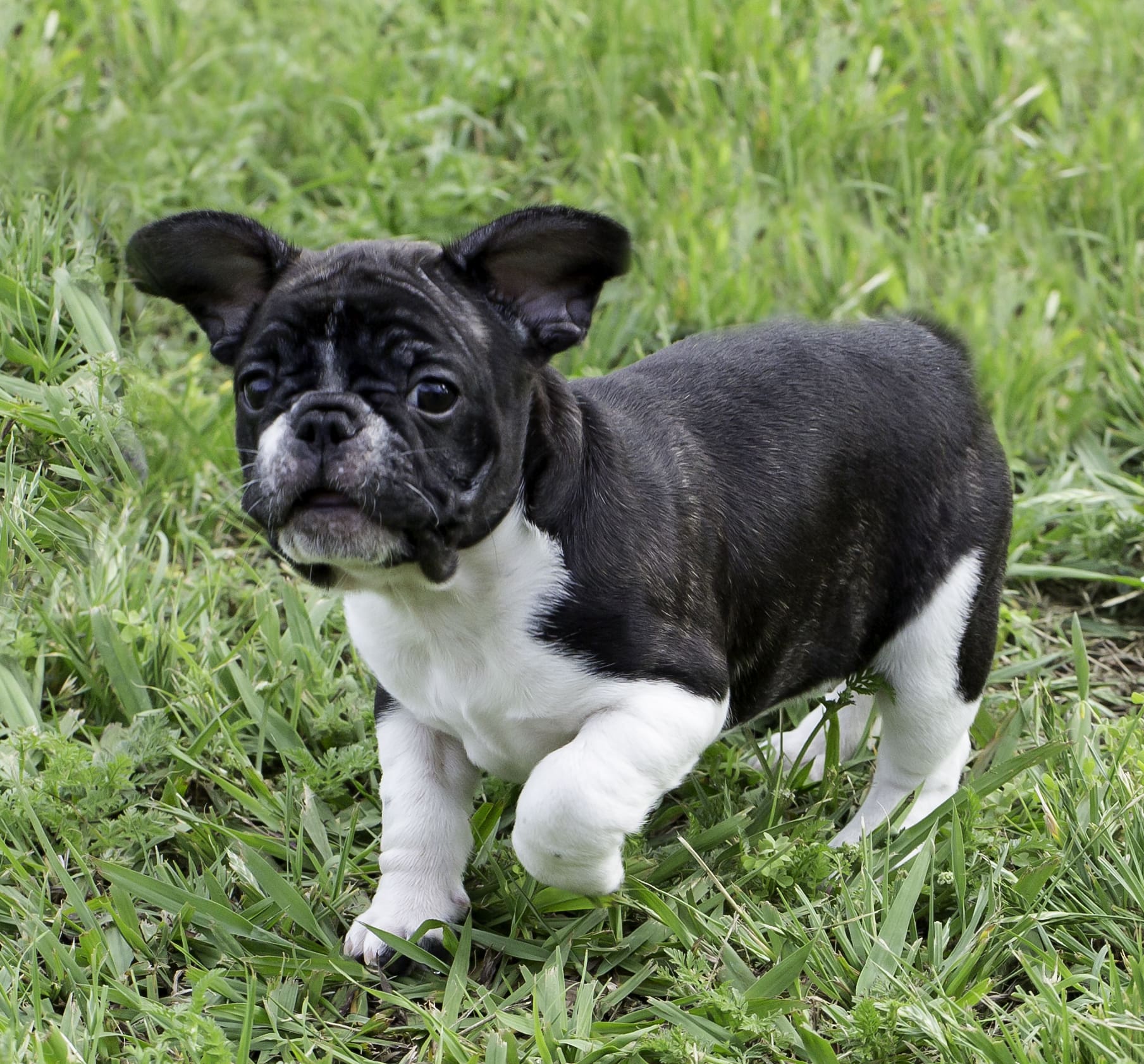 These 10 Hilarious Dog Breeds Will Keep You Laughing - Pet Hub USA