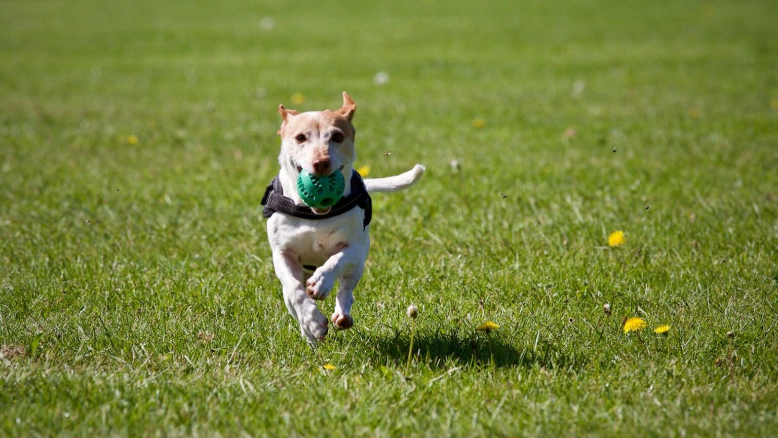 Top 10 Phrases Every Dog Owner Can't Stop Saying - Pet Hub USA