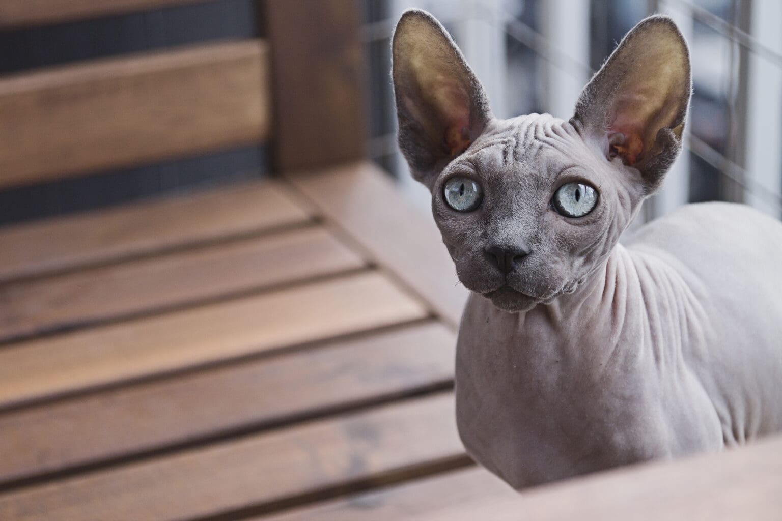10 Unusual Cat Breeds That Are a Sight to Behold! - Pet Hub USA