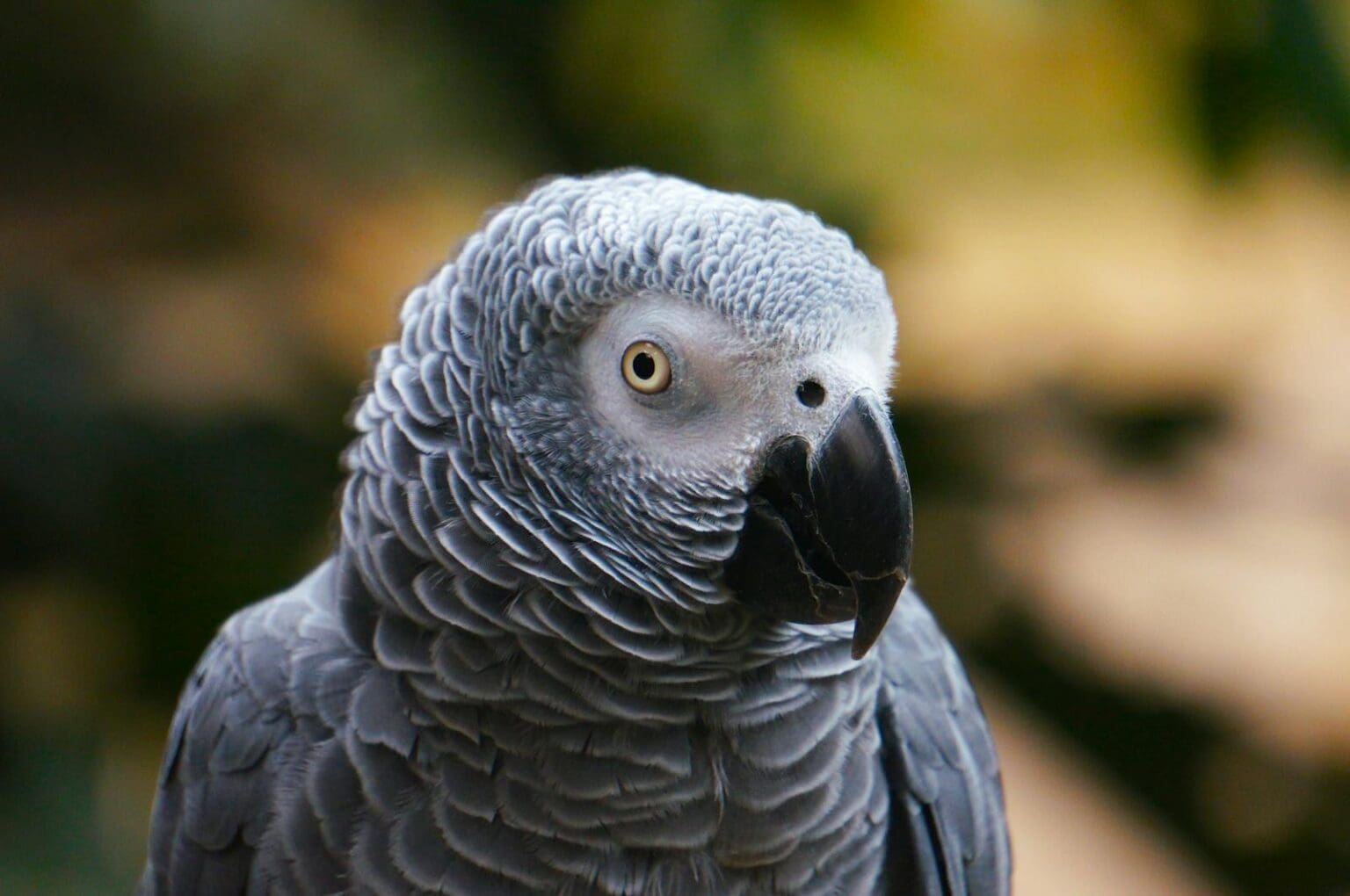 Top 10 Reasons Owning a Bird Will Change Your Life Forever - Pet Hub USA